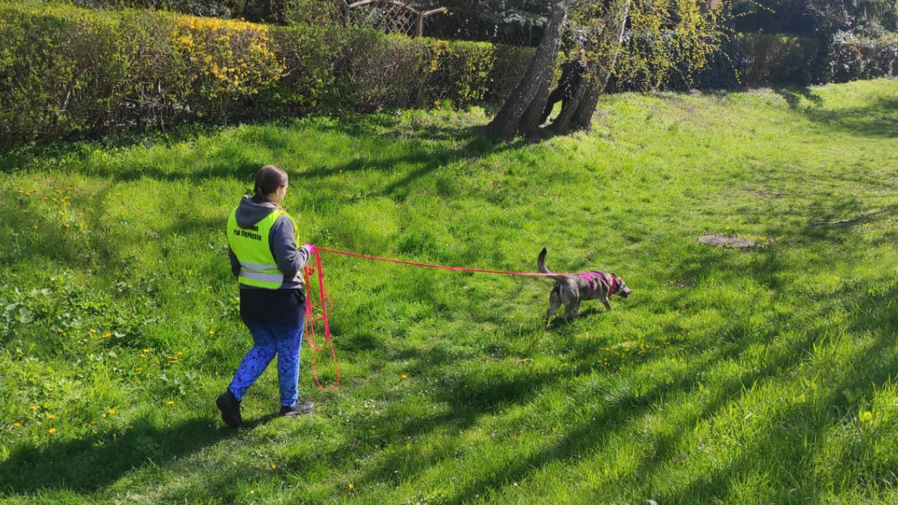 Mantrailing – Complete Dog